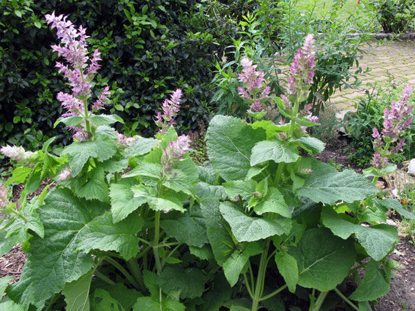 L’huile essentielle de sauge sclarée – Guide d'aromathérapie et de ...