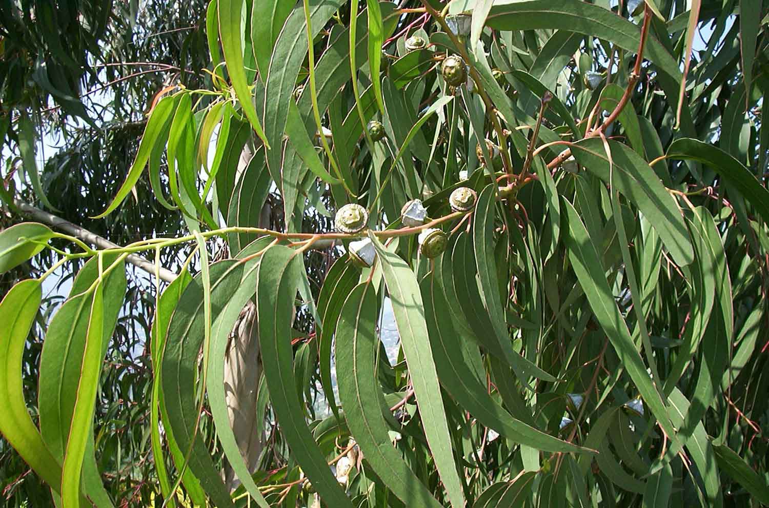 Huile essentielle d’eucalyptus globulus ou radié – Guide d ...