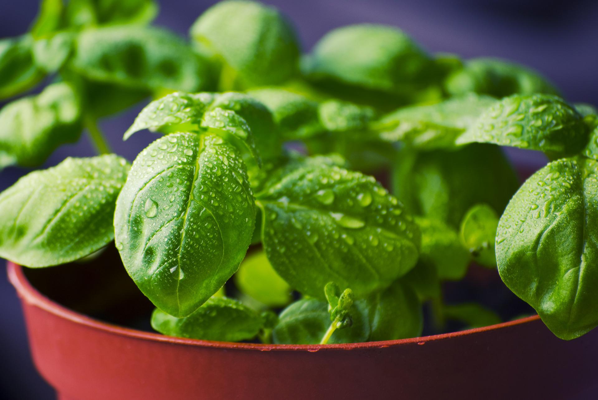 Les bienfaits de l’huile essentielle de basilic tropical pour la ...