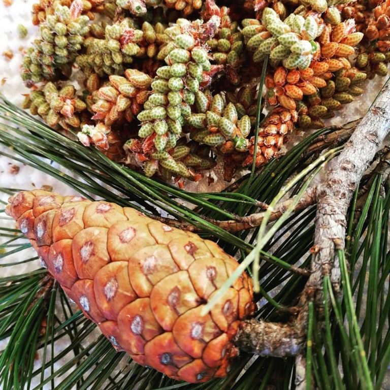 Recette de macérat de bourgeons de pin – Guide d'aromathérapie et de ...