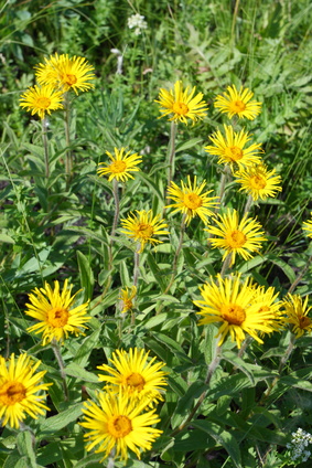 L'huile essentielle d'inule odorante