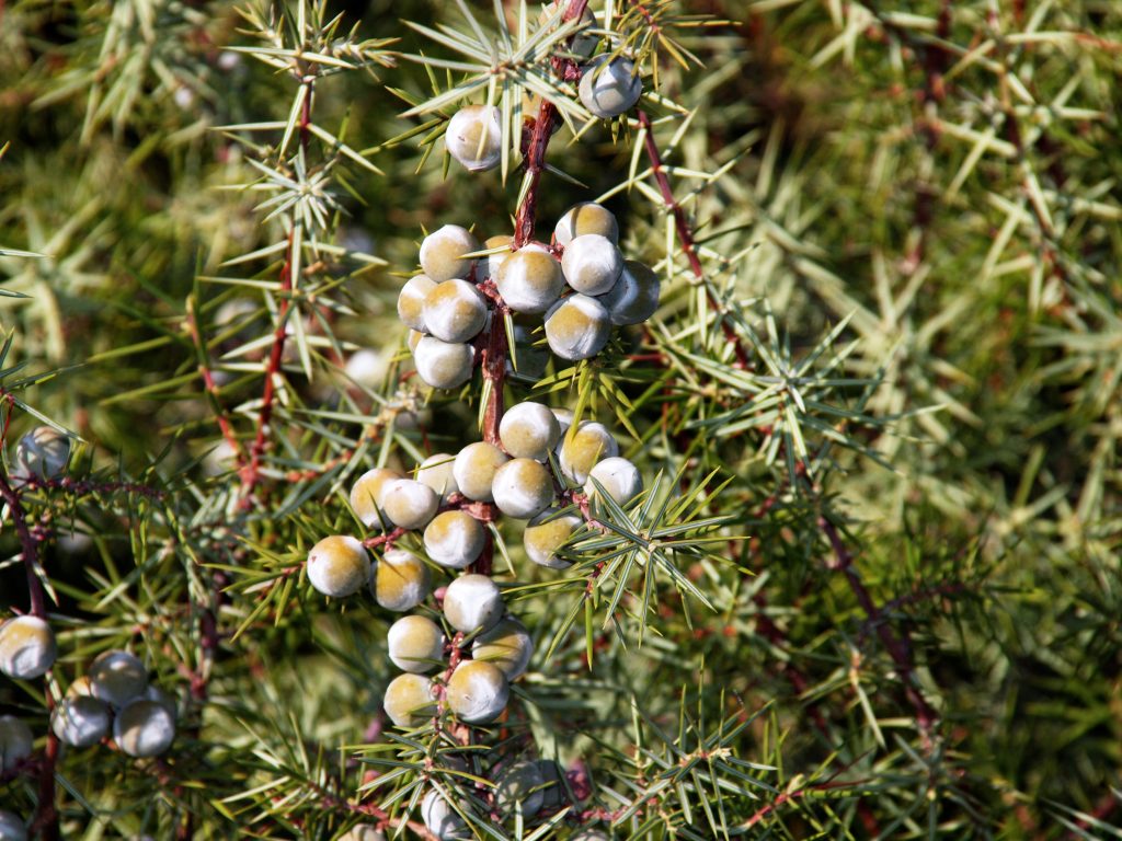 L’huile essentielle de cade – Guide d'aromathérapie et de naturopathie