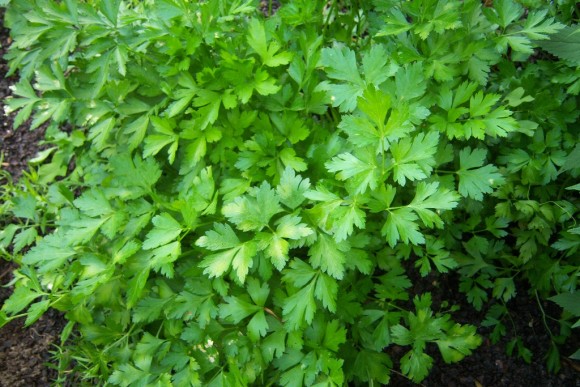 Huile essentielle de persil simple – Guide d'aromathérapie et de ...