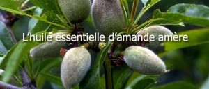 Huile essentielle d’amande amère – Guide d'aromathérapie et de naturopathie