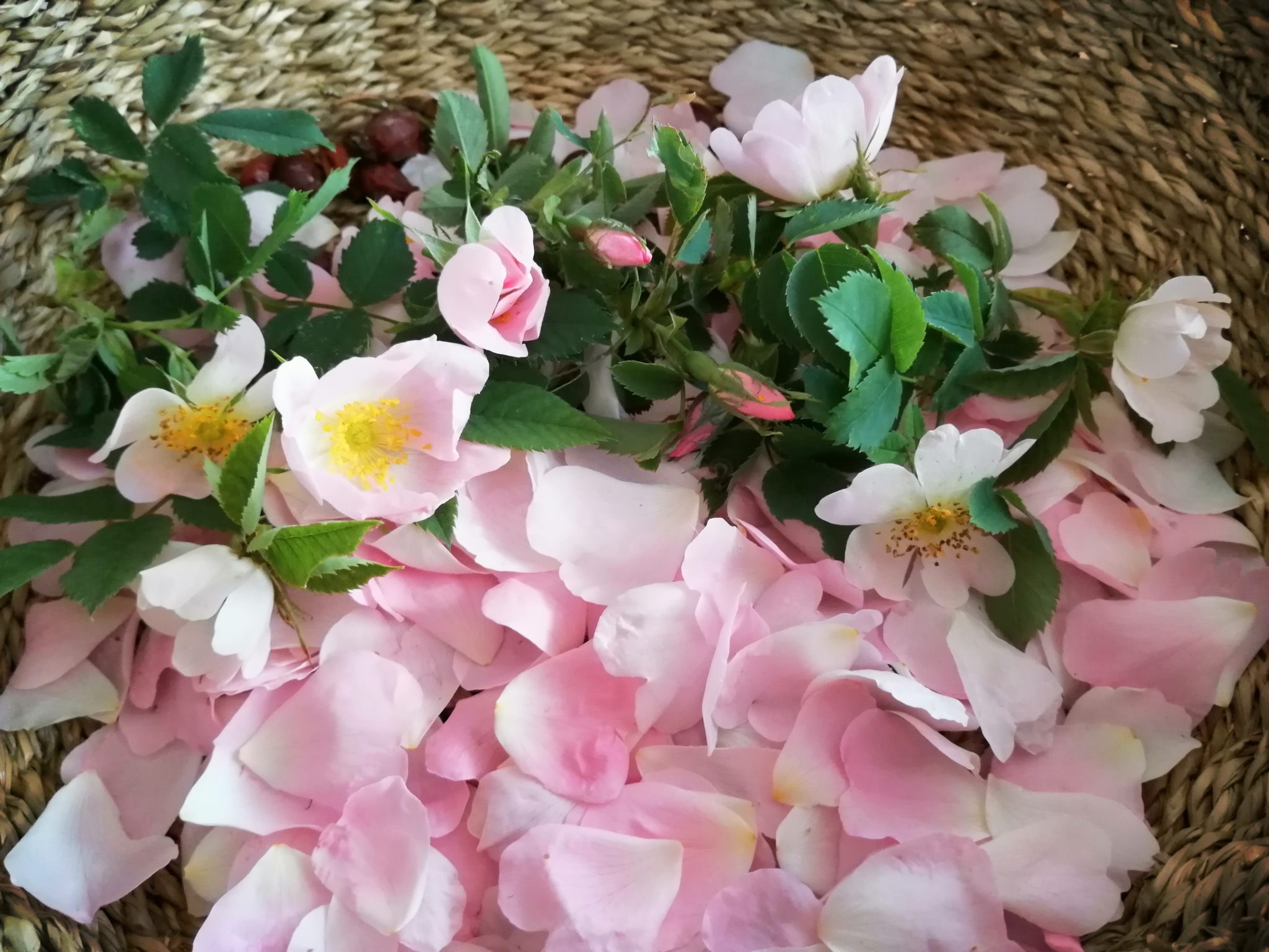 L’églantier commun, ses fleurs et ses cynorrhodon – Guide d ...